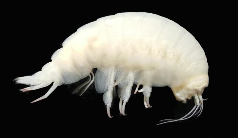 3-miles down, 30-year study, the giant amphipods are changing – EMSO
