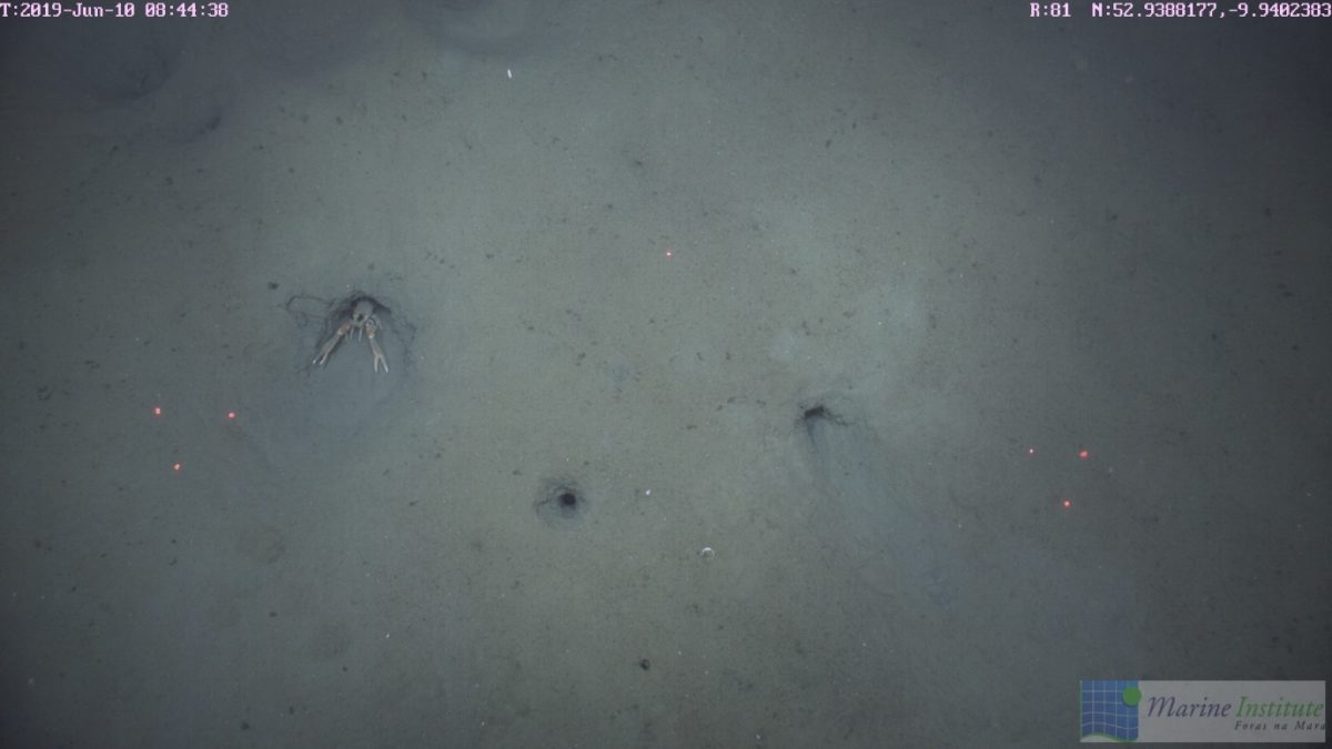 The Smart Lobster project at the EMSO SmartBay Observatory – EMSO